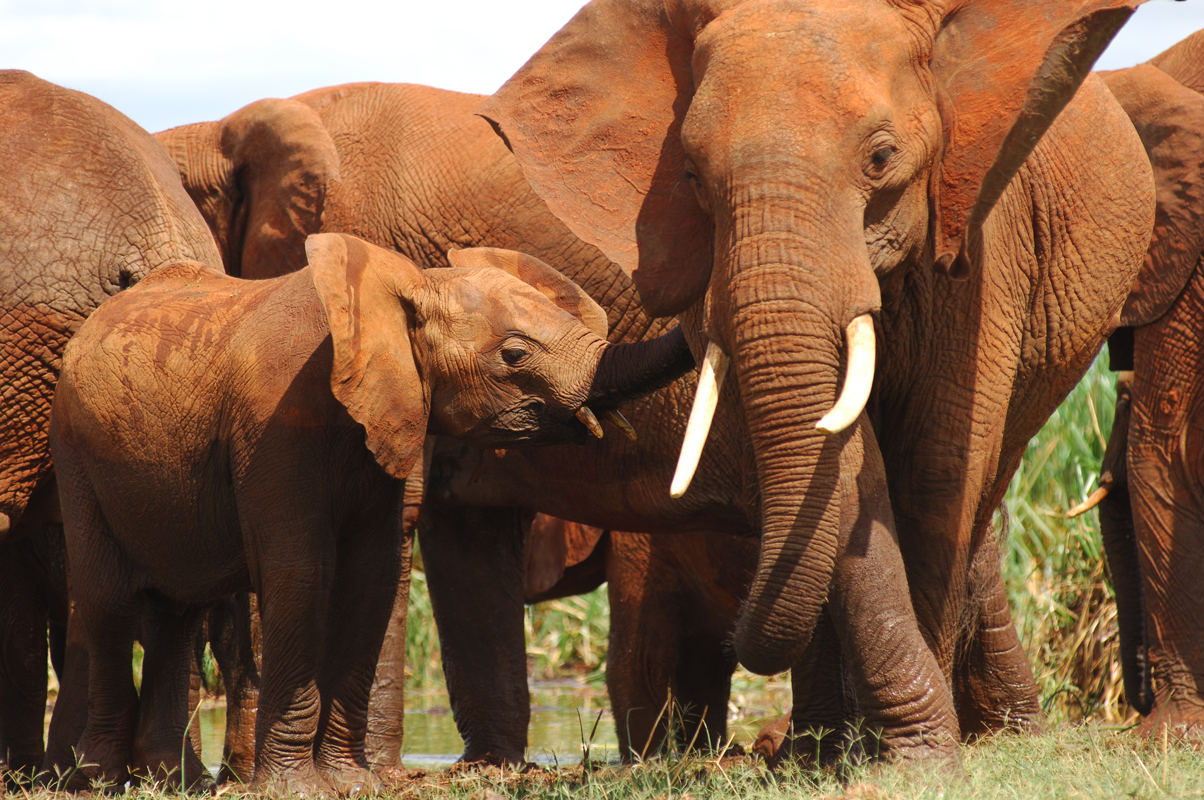 The Best Places in Africa to See Large Herds of Elephants | Ubuntu Travel