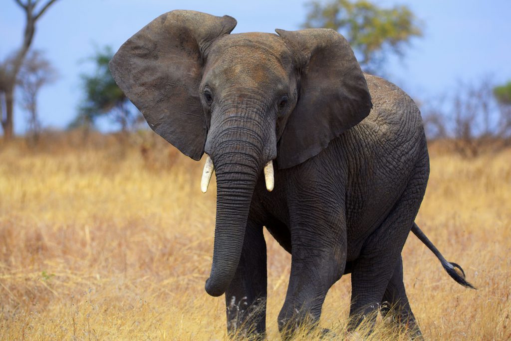 The Best Places in Africa to See Large Herds of Elephants | Ubuntu Travel