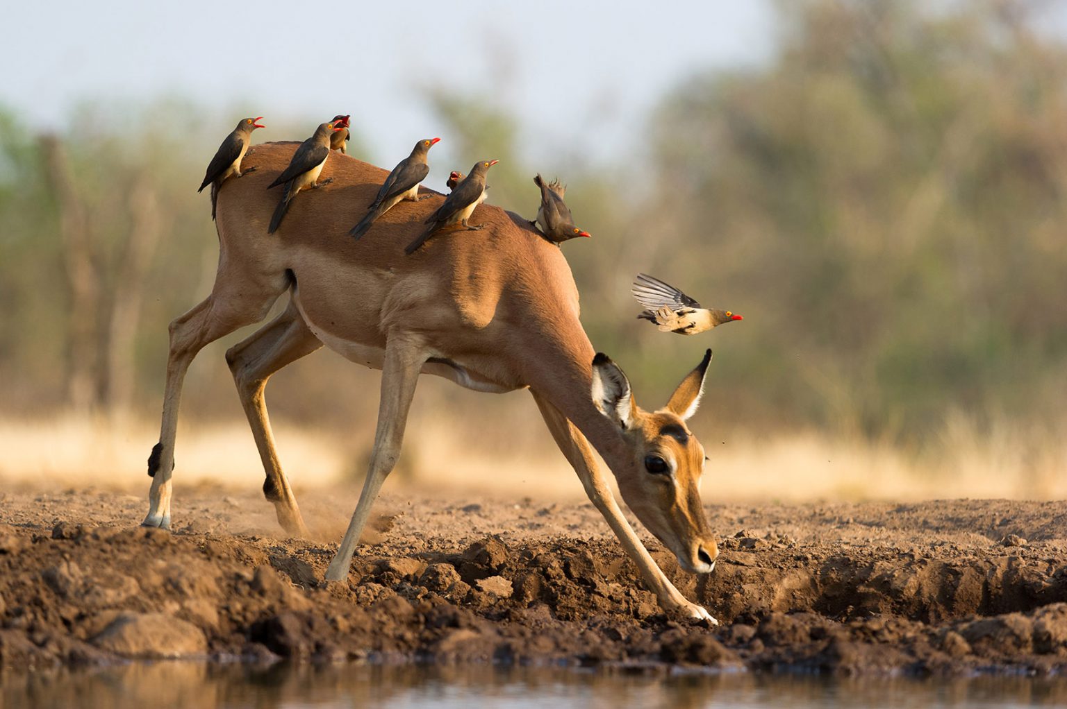 What Animals Will I See on Safari in Africa? | Ubuntu Travel
