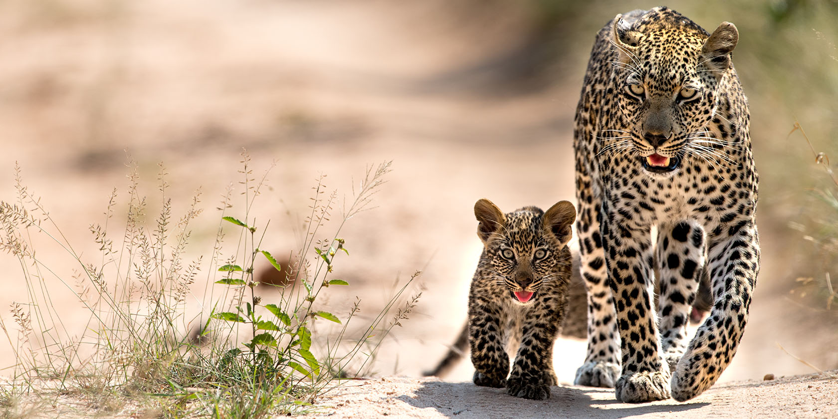 What Animals Will I See on Safari in Africa? | Ubuntu Travel