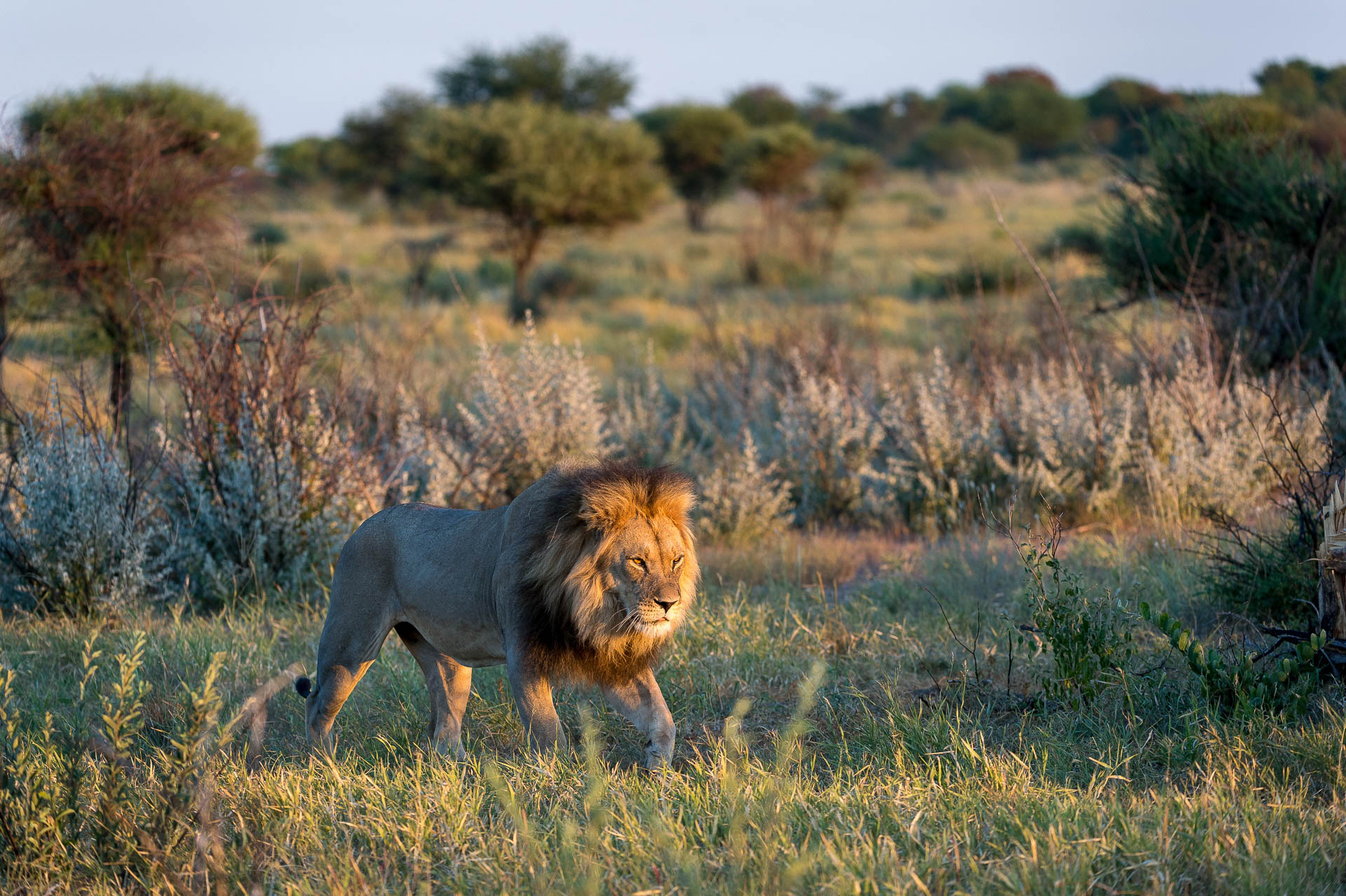 Luxury Africa Travel Agency | Ubuntu Travel | Safari Agency