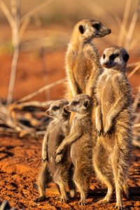 How to Visit the Meerkats in the Kalahari Desert | Ubuntu Travel Group