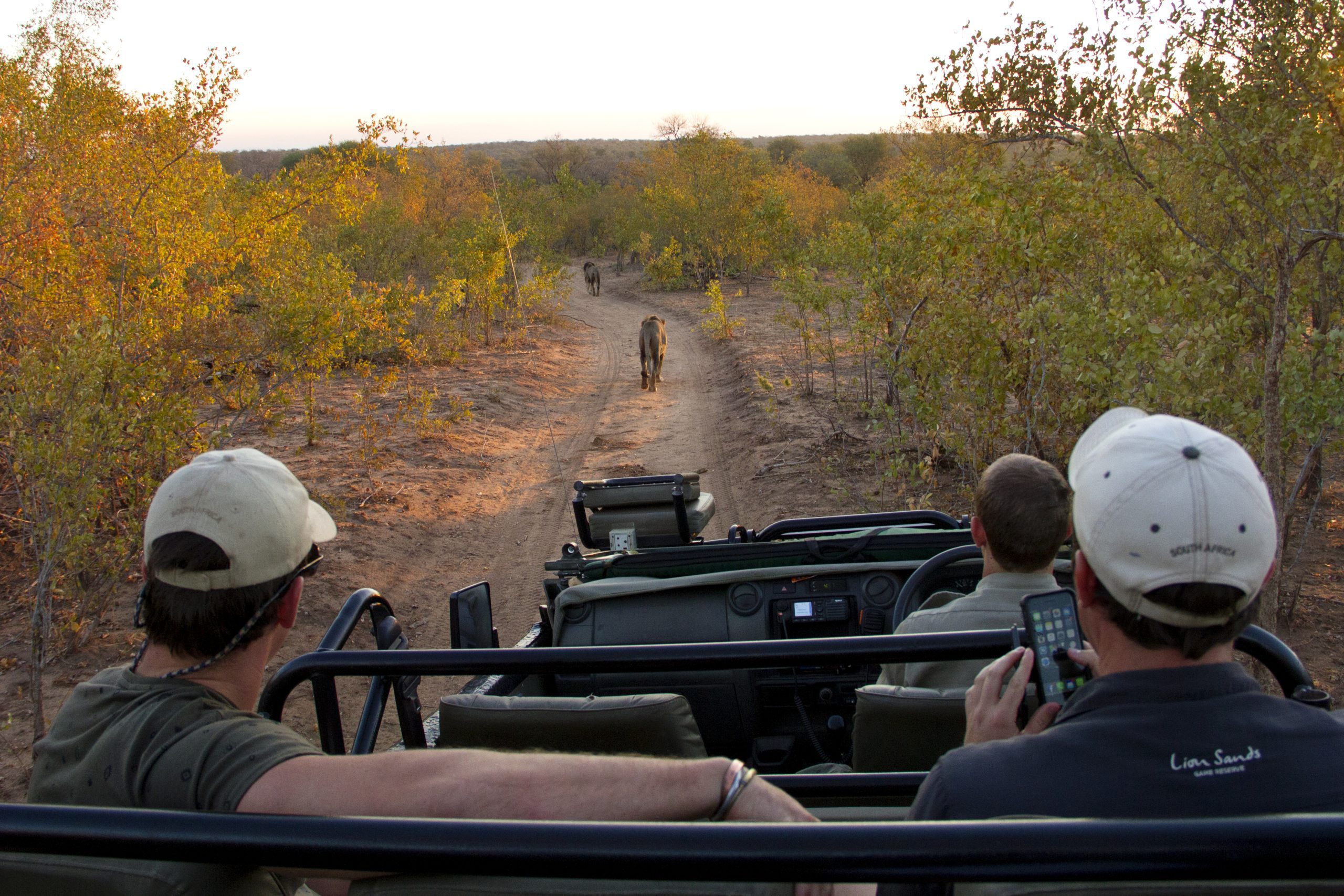 A Beginner's Guide to your First Safari in 2022 | Ubuntu Travel Group