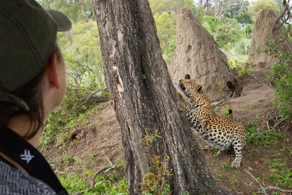 5 Best Places to See a Leopard in Africa | Ubuntu Travel Group