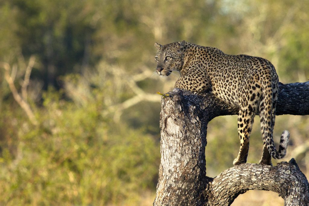 Unlocking Africa's Majesty: Meet the Big Five Safari Icons | Ubuntu Travel