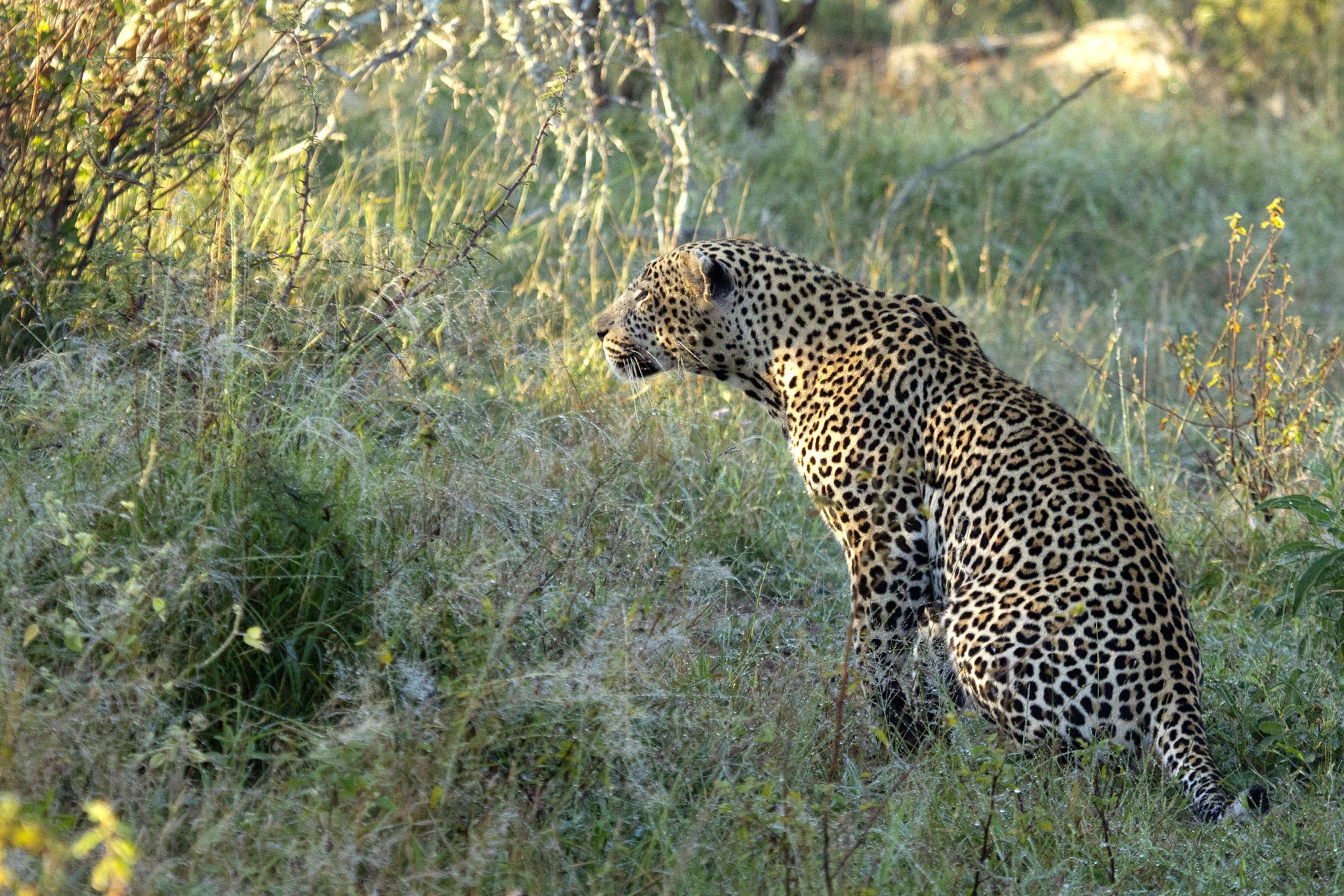 A Morning of Leopards | Ubuntu Travel Group