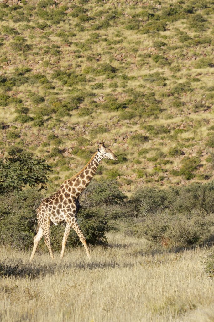 Tswalu - A Quick Ubuntu Travel Visit | Ubuntu Travel Group