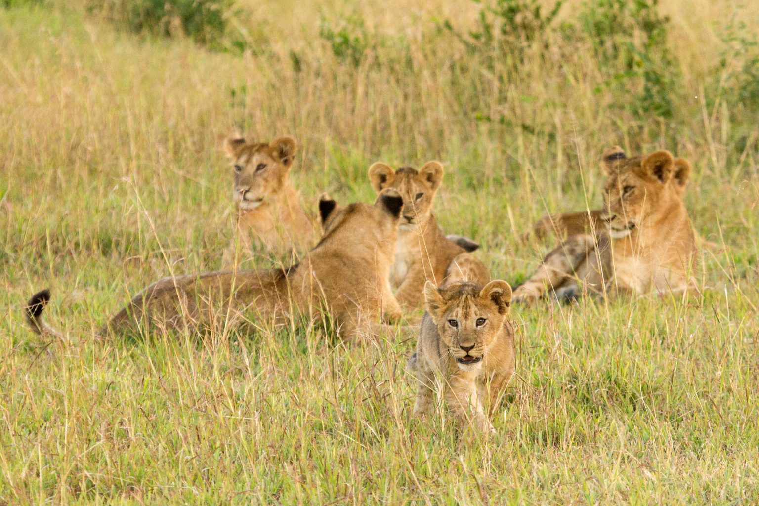 The Best Places to see Wild Lions in Africa! | Ubuntu Travel Group
