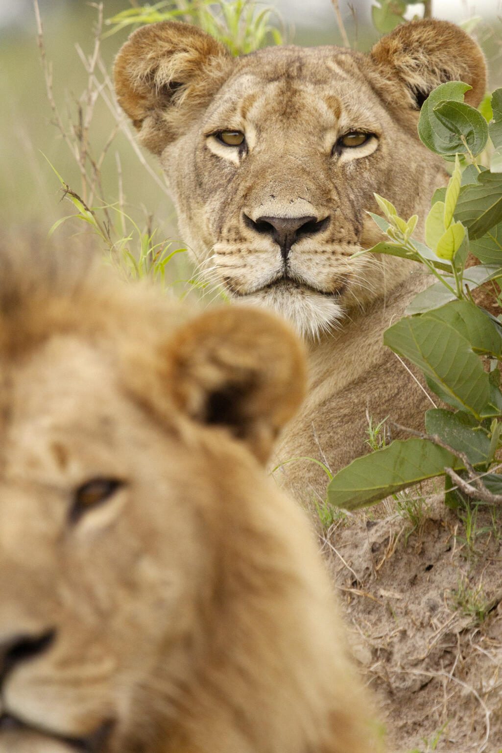 The Best Places to see Wild Lions in Africa! | Ubuntu Travel Group