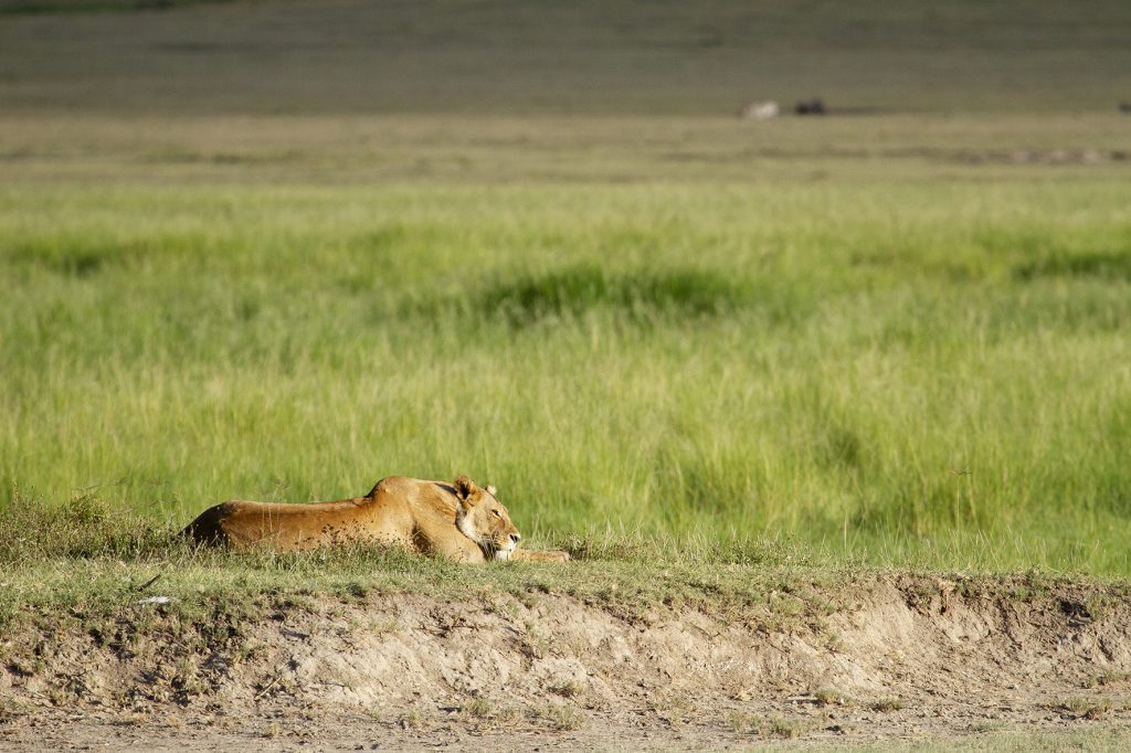 The Best Places to see Wild Lions in Africa! | Ubuntu Travel Group