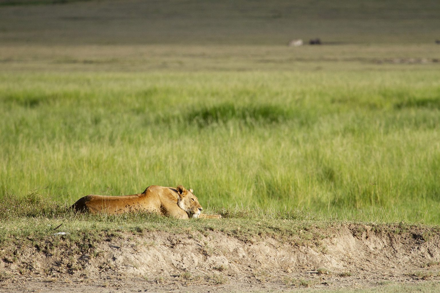 The Best Places to see Wild Lions in Africa! | Ubuntu Travel Group