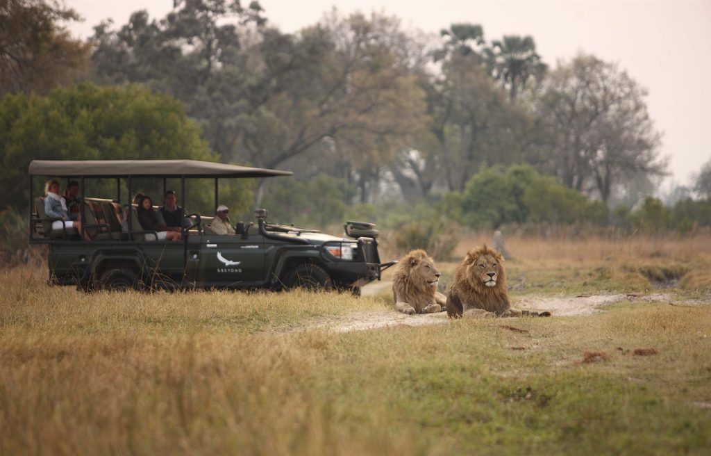 The Best Places to see Wild Lions in Africa! | Ubuntu Travel Group