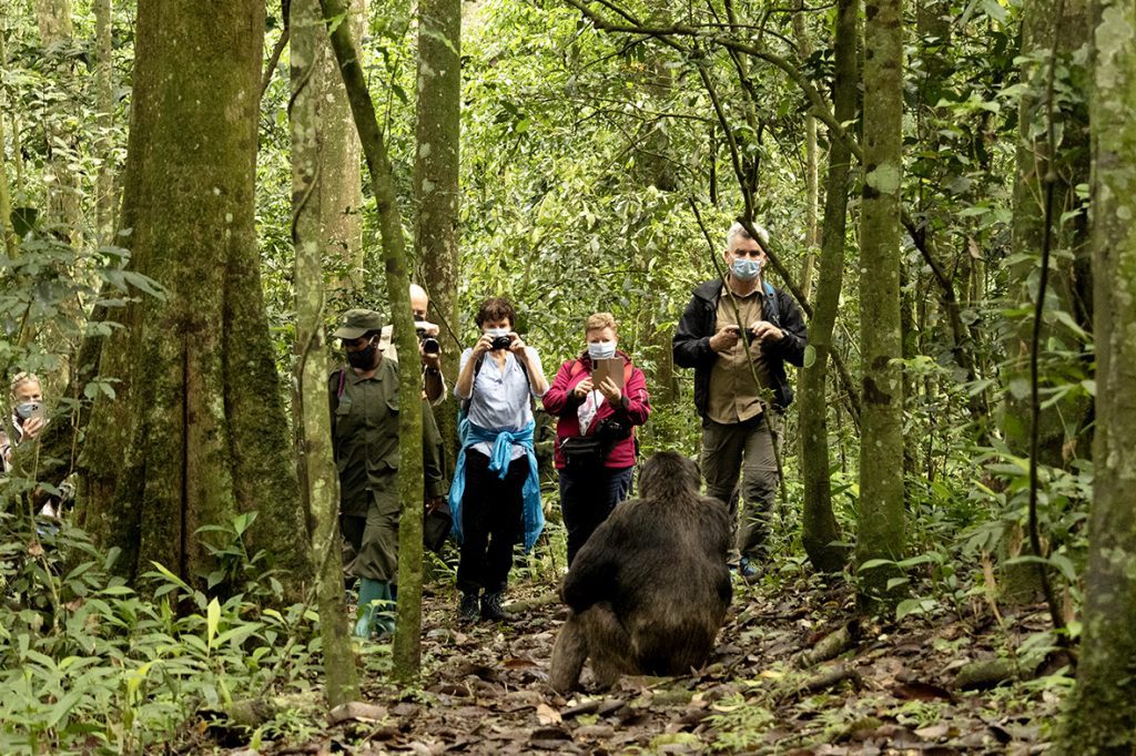 A Primate Safari | Chimpanzee Trekking in the Kibale National Park ...
