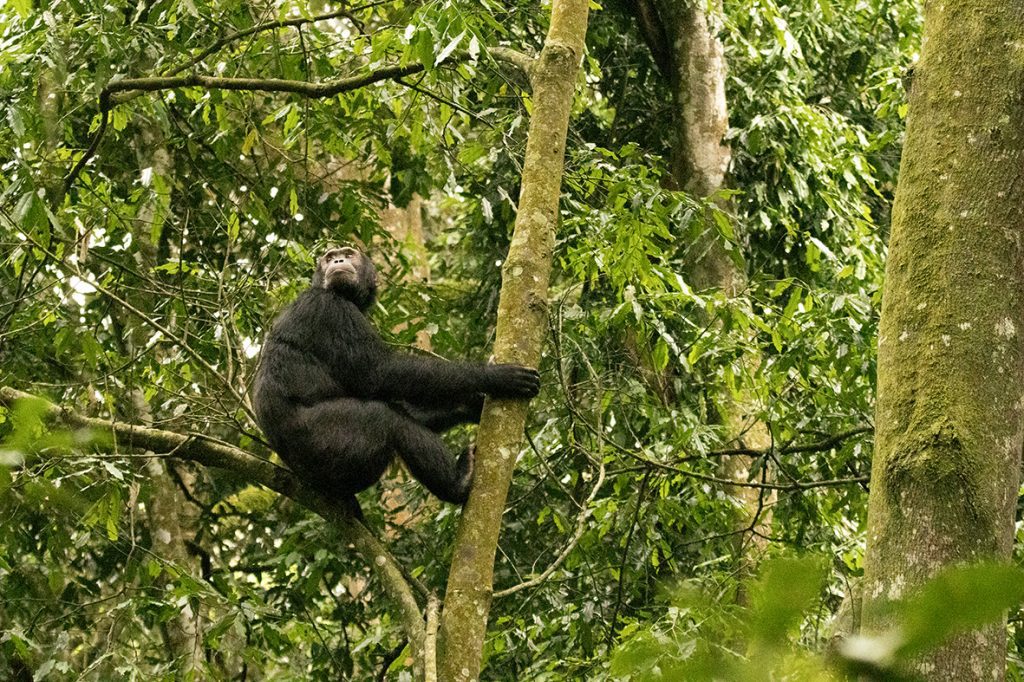 A Primate Safari | Chimpanzee Trekking in the Kibale National Park ...