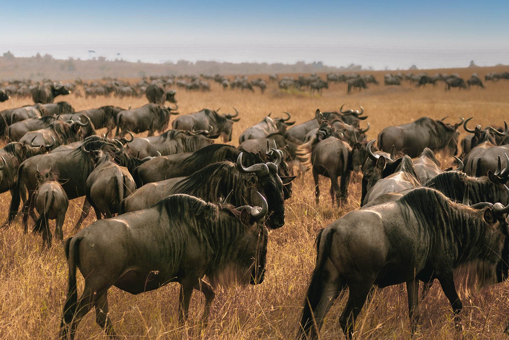 Our Guide to the Great Wildebeest Migration | Ubuntu Travel Group