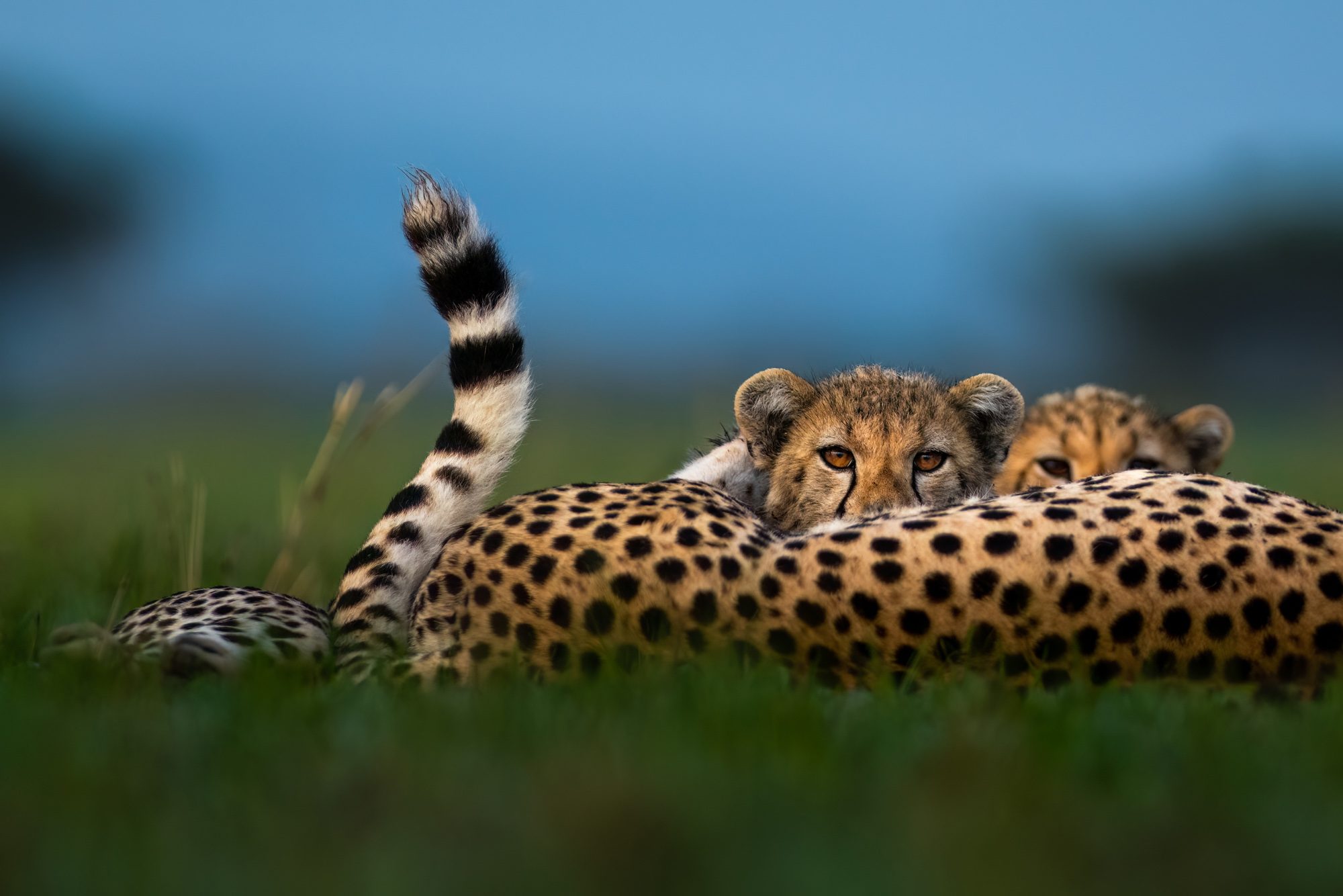 Best Safari Destinations to View Cheetah | Ubuntu Travel Group
