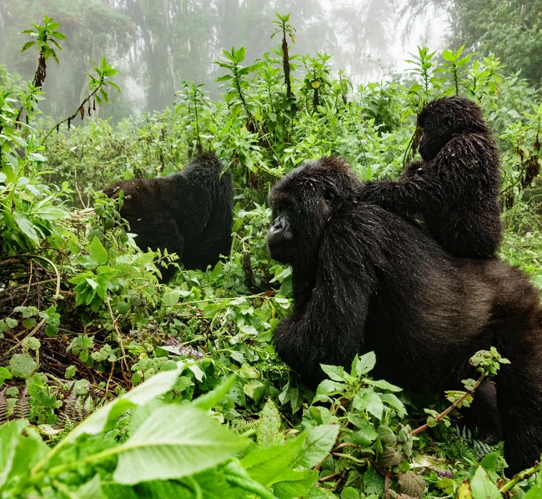 Rwanda Luxury Safaris | Tailor-Made Tours | Gorilla Trekking